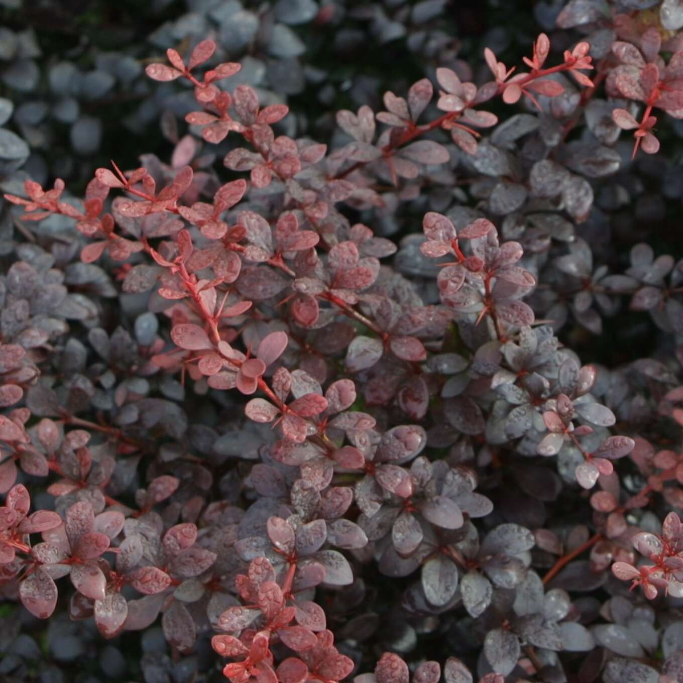 Blutberberitze - Berberis thunbergii 'Dart's Red Lady' - gelb