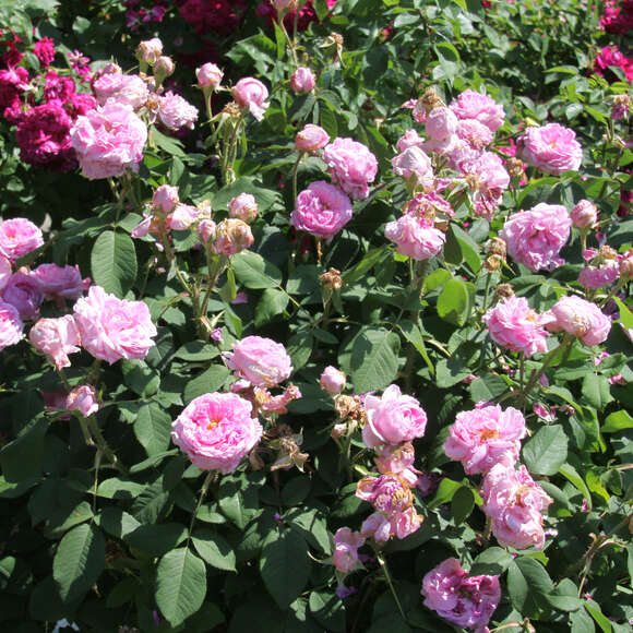 Historische Strauchrose - Rose 'Mme Pierre Oger' - rosa