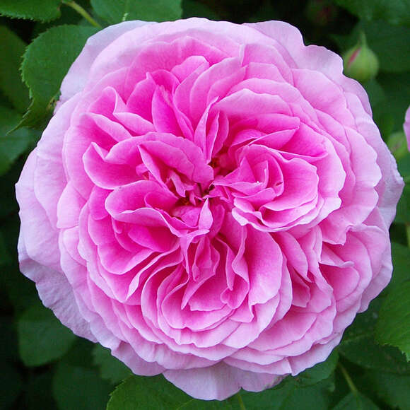 Englische Strauch-, Kletterrose - Rose 'Gertrude Jekyll' - rosa
