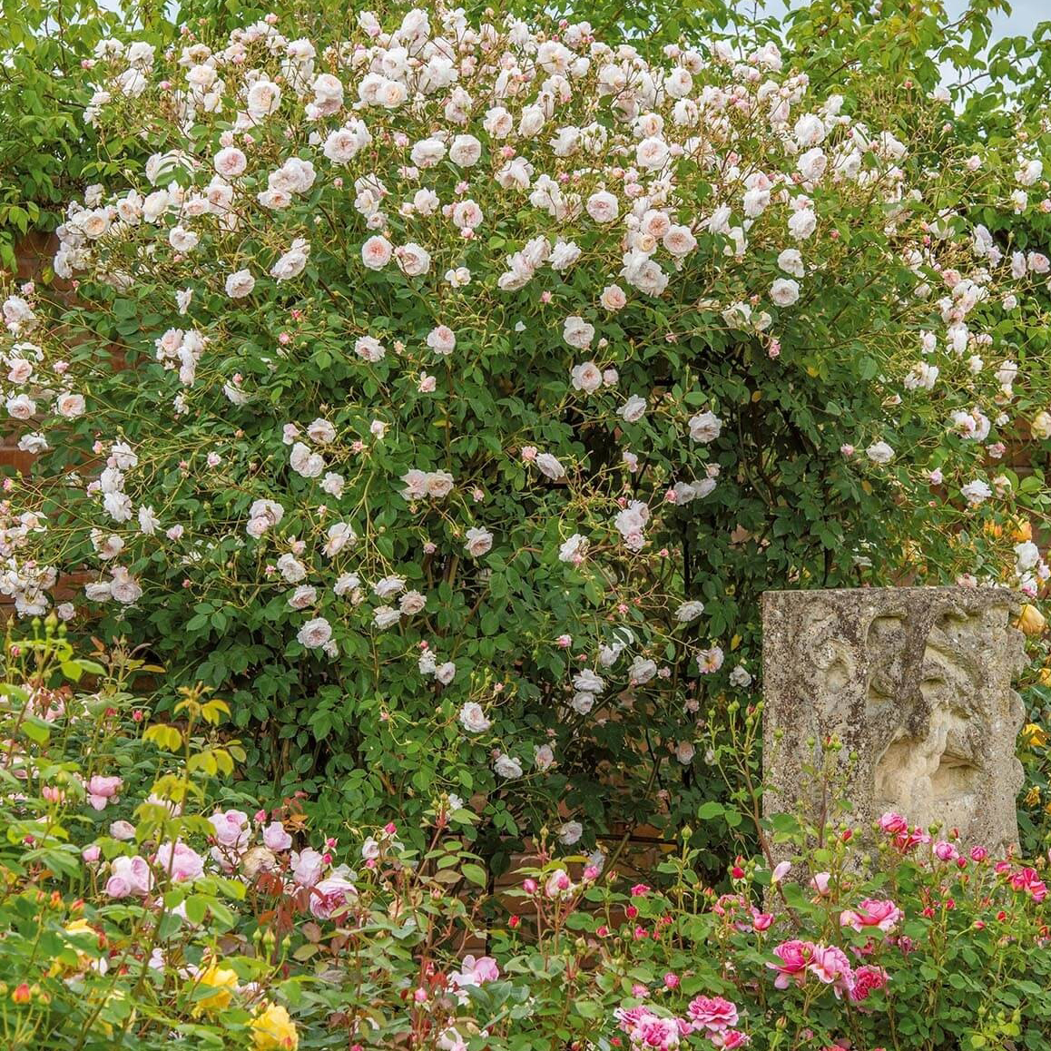 Englische Kletterrose - Rose 'The Albrighton Rambler' - rosa