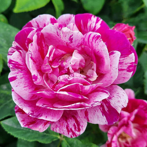 Historische Strauchrose - Rose 'Ferdinand Pichard' - mehrfärbig