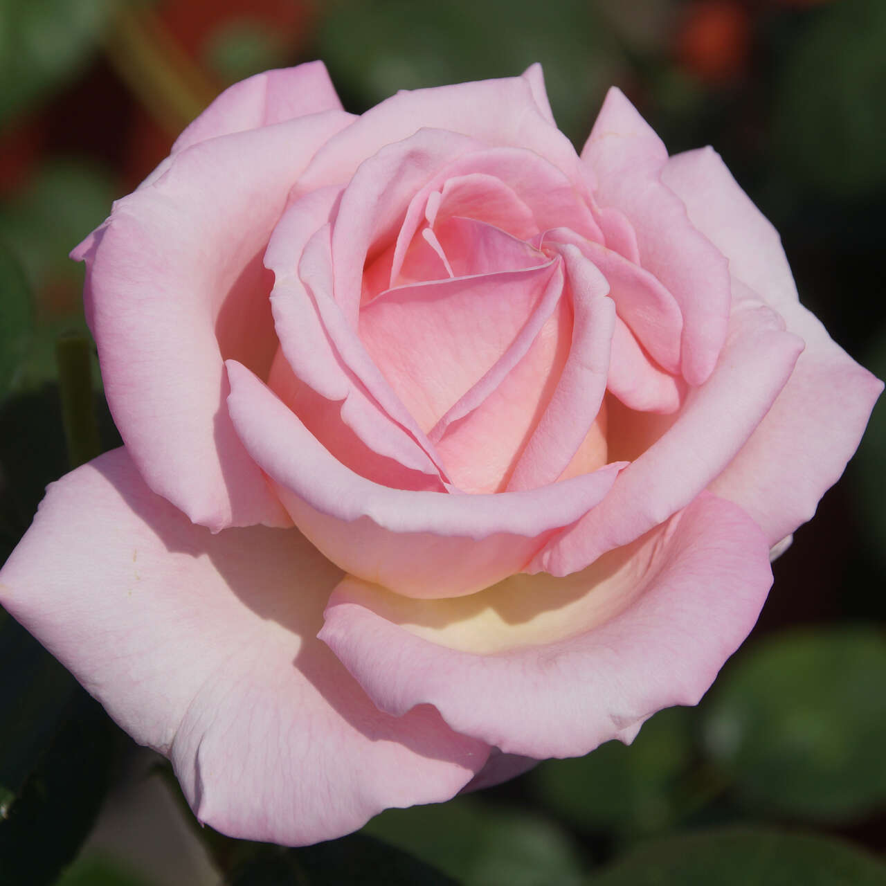 Moderne Edelrose - Rose 'Elle' - lachs