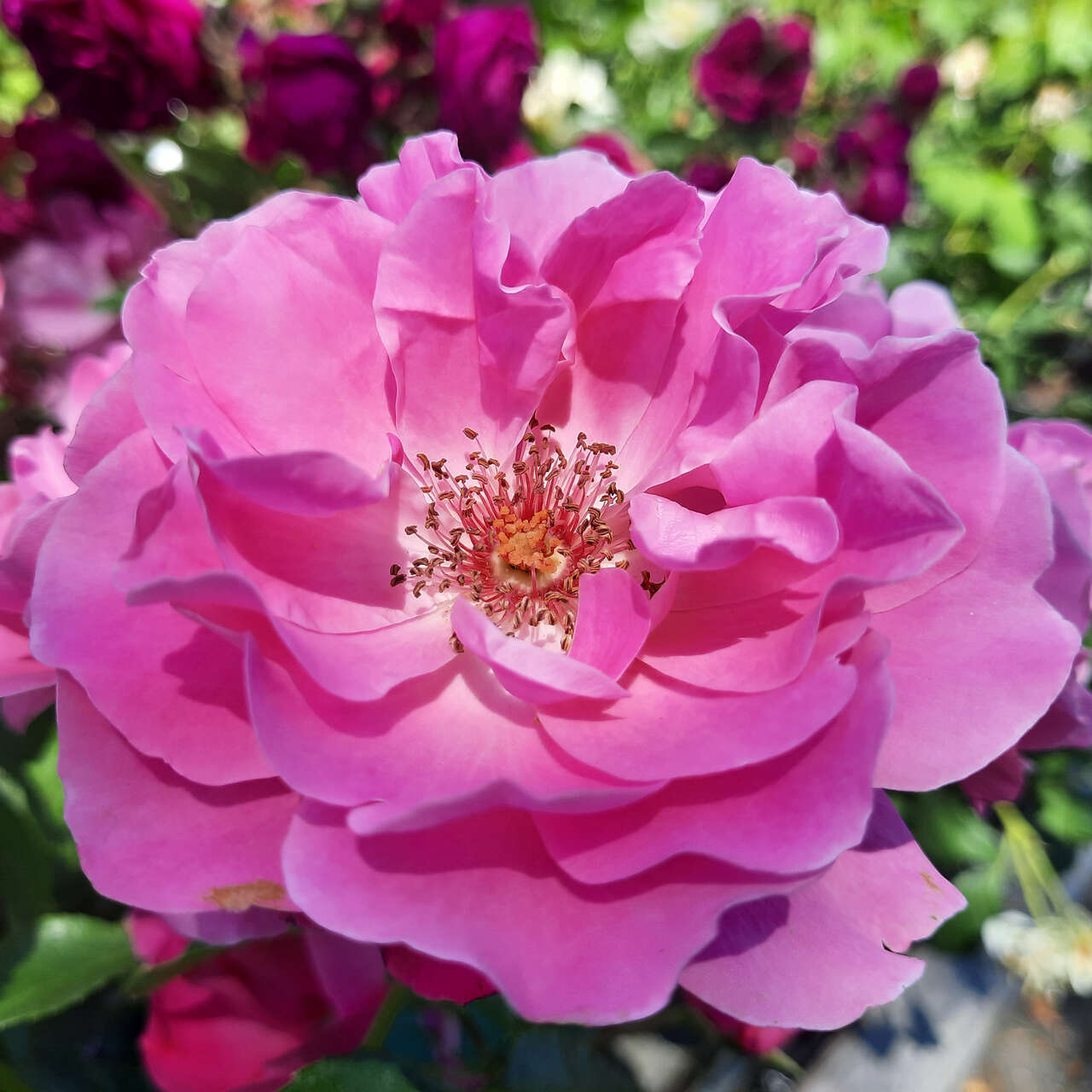 Beetrose - Rose 'Play Rose' - rosa