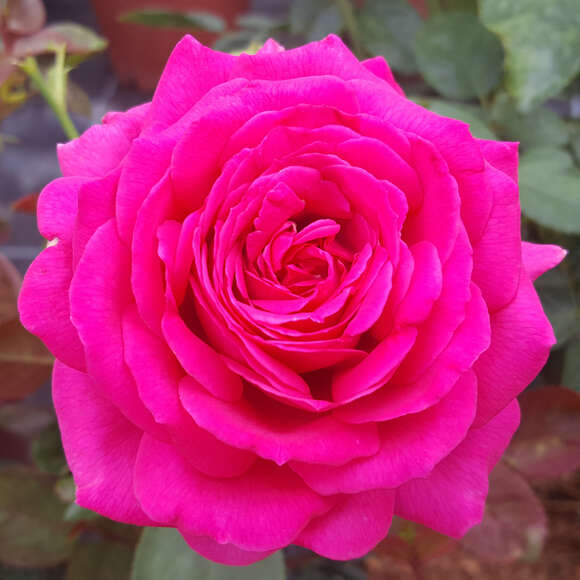 Moderne Edelrose - Rose 'Sexy Perfumella' - rosa