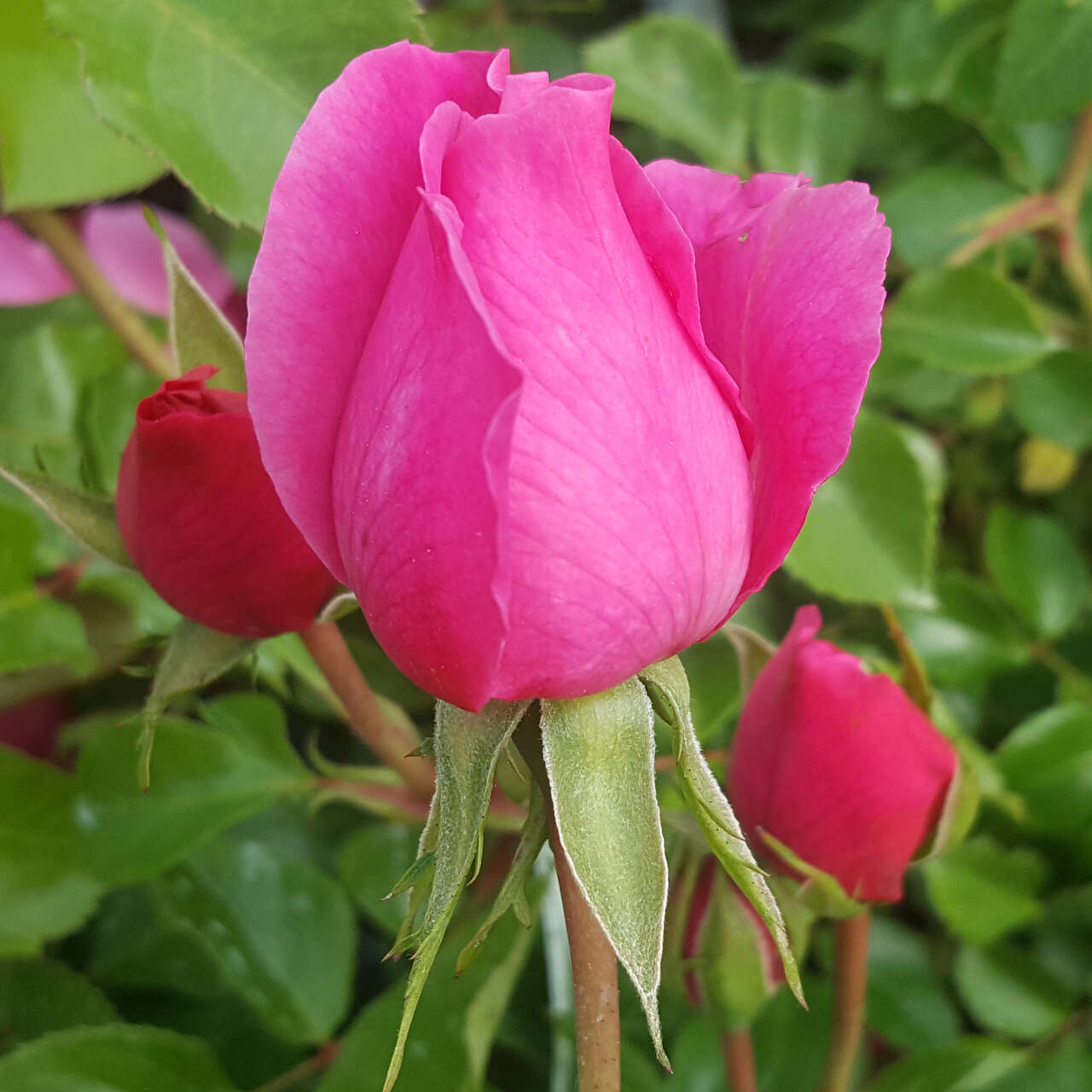 Beetrose - Rose 'Play Rose' - rosa