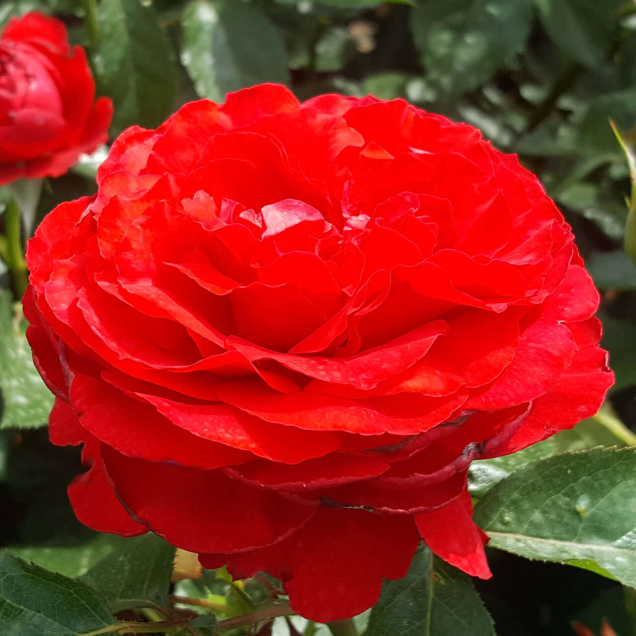 Englische Edelrose - Rose 'Carris' - rot