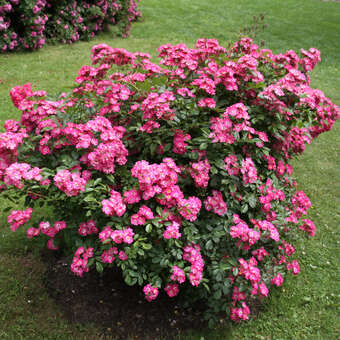 Historische Strauchrose - Rose 'Robin Hood' - rosa