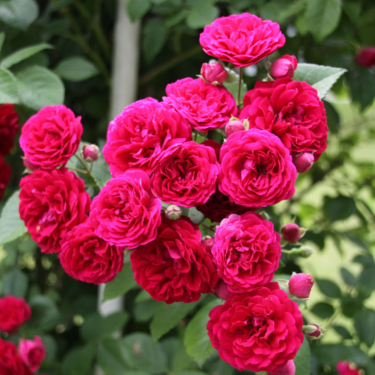 Ramblerrose - Rose 'Chevy Chase' - rot