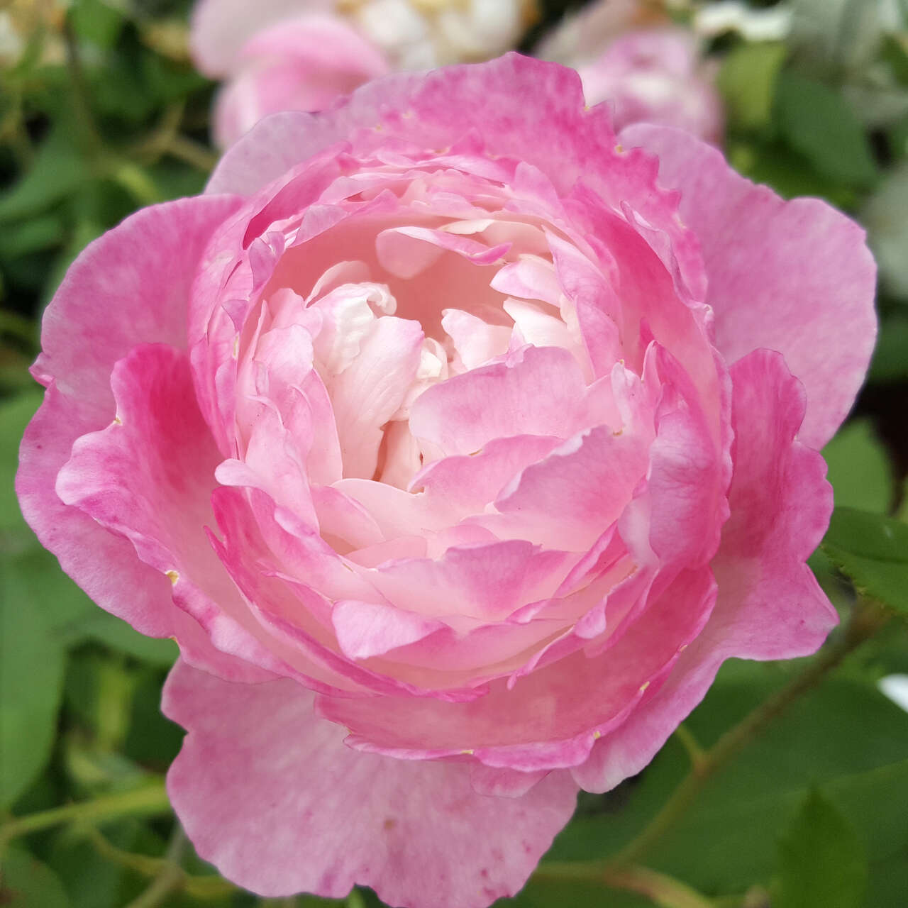Historische Strauchrose - Rose 'Mme Pierre Oger' - rosa