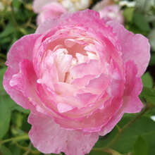 Historische Strauchrose - Rose 'Mme Pierre Oger' - rosa