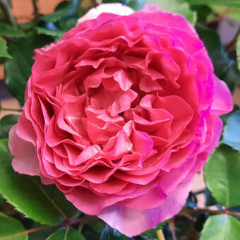 Essbare Rose, Beetrose - Rose 'Renee van Wegberg' - rosa