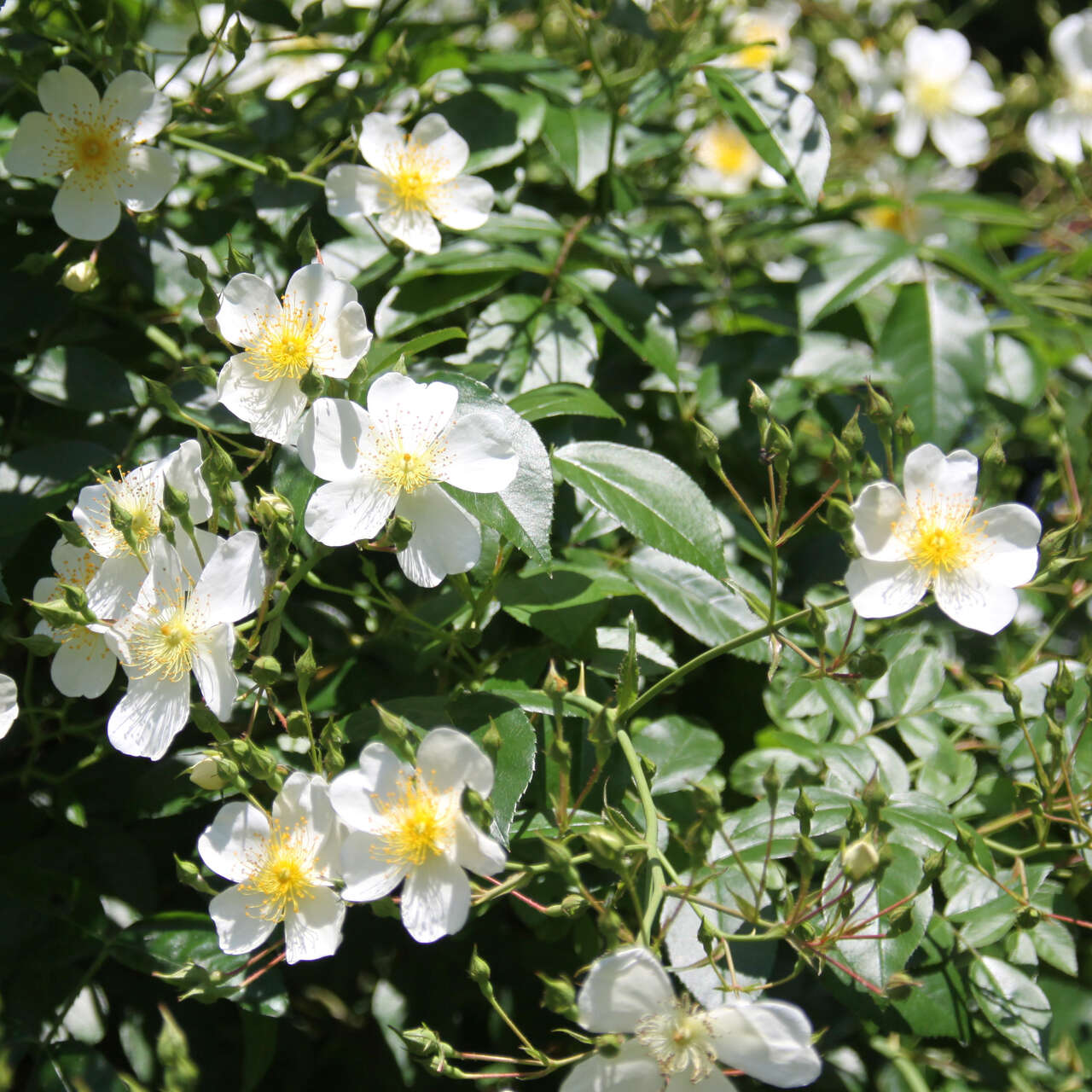 Ramblerrose - Rose 'Kiftsgate' - weiß