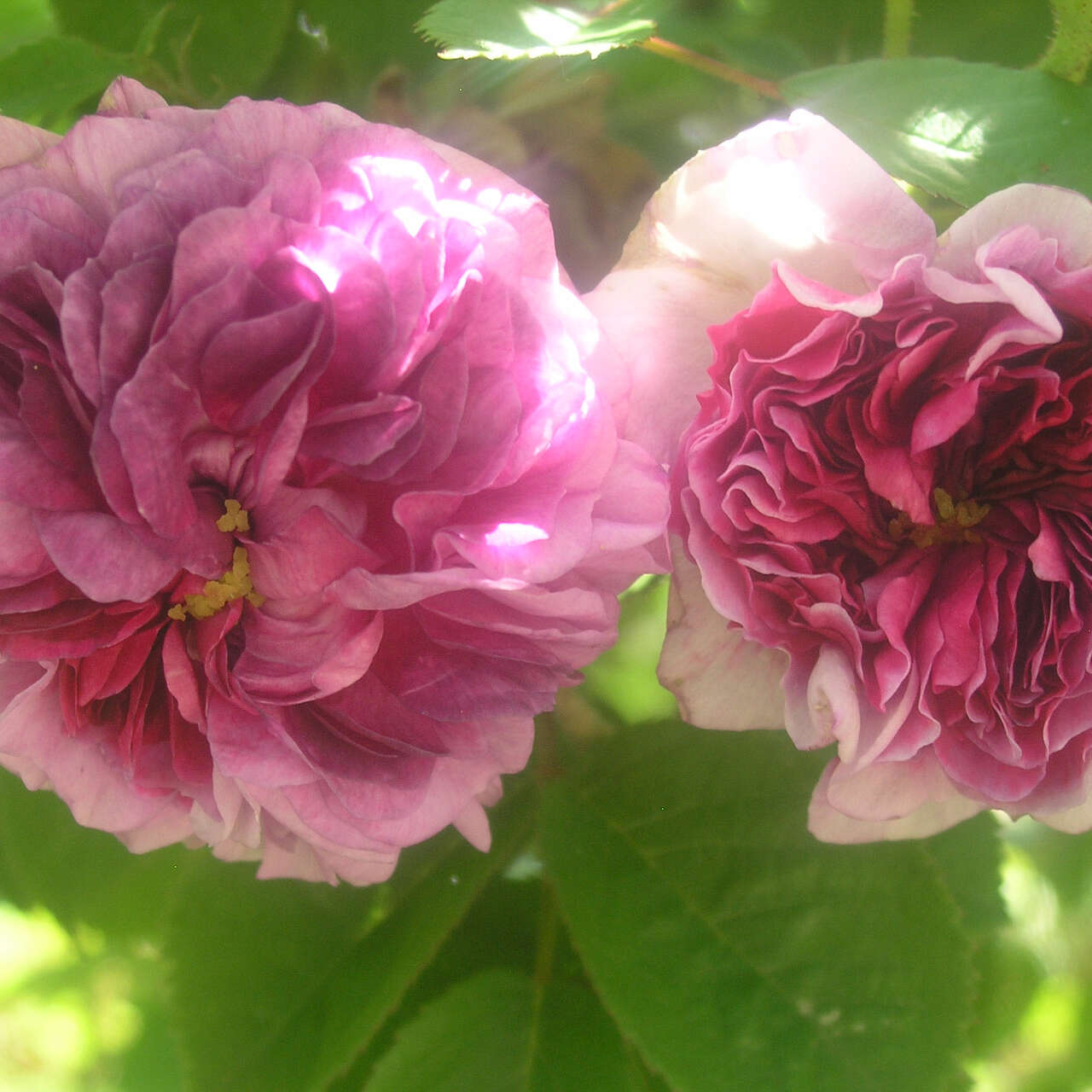 Ramblerrose - Rose 'Russeliana' - violett