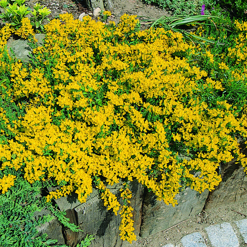 Kriechginster - Cytisus decumbens - gelb