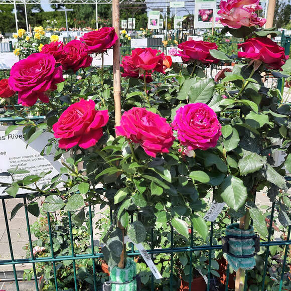 Edelrose - Rose 'Belles Rives' - rot