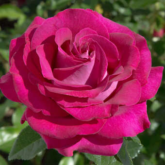 Edelrose - Rose 'Belles Rives' - rot