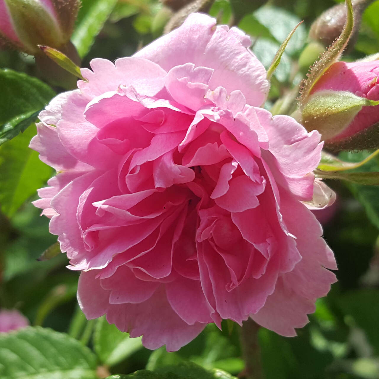 Strauchrose, rosa gefüllt - Rose 'Pink Grootendorst' - rosa
