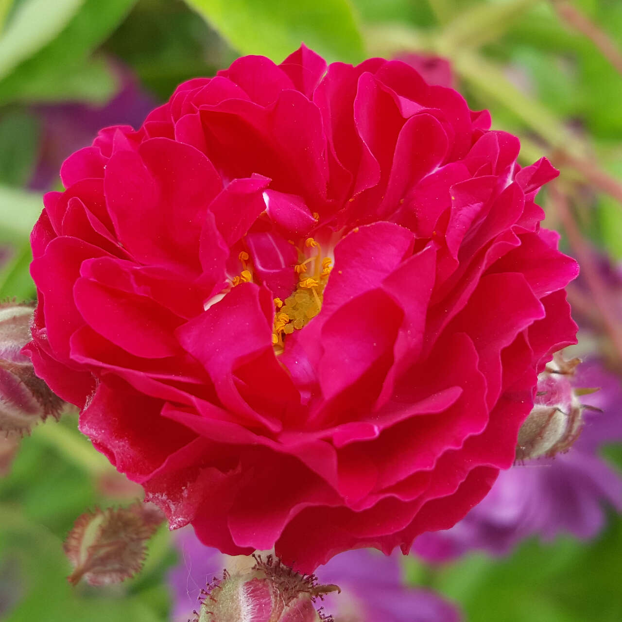 Ramblerrose - Rose 'Crimson Rambler' - rosa