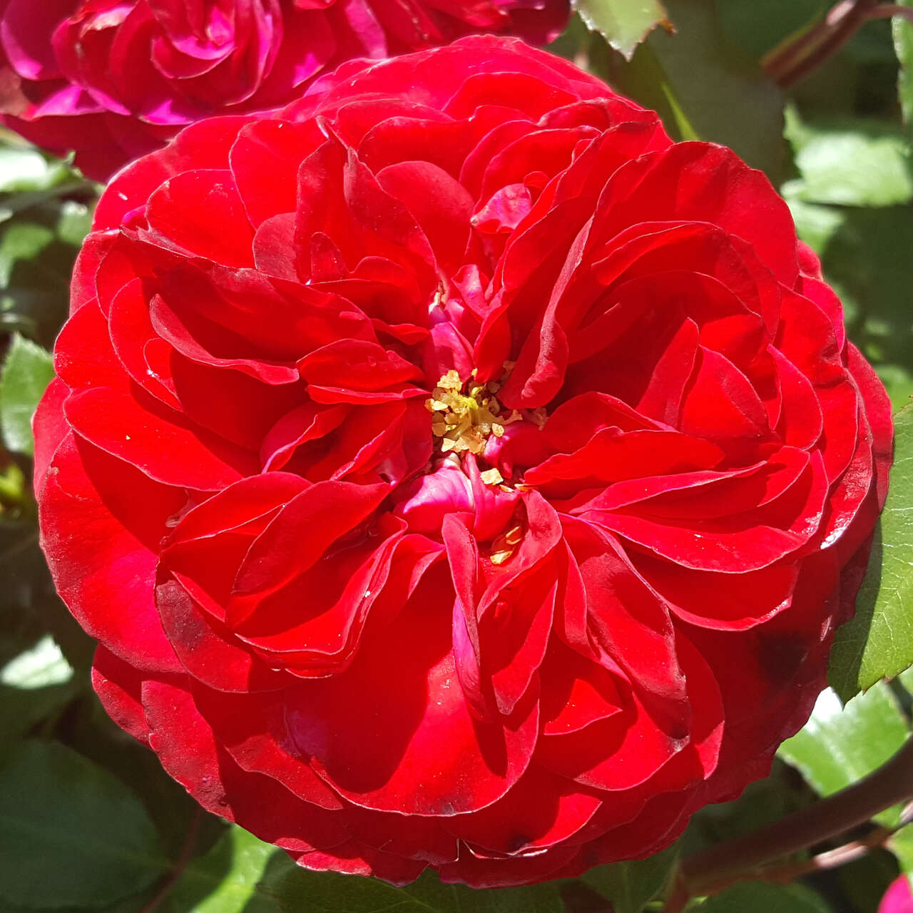 Beetrose - Rose 'Mona Lisa' - rot