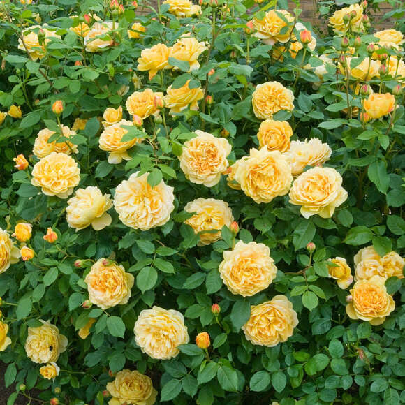 Englische Strauchrose - Rose 'Golden Celebration' - gelb