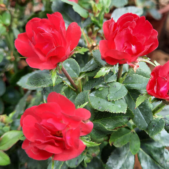 Zwergrose - Rose 'Zepeti' - rosa