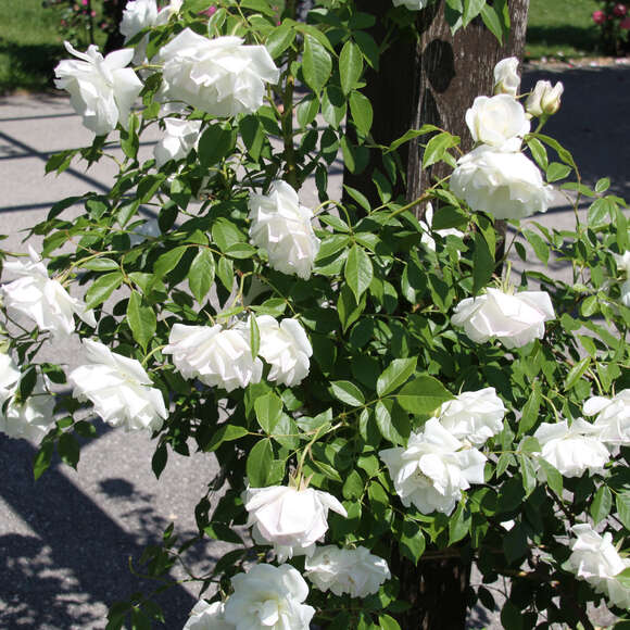 Moderne Kletterrose - Rose 'Climbing Iceberg' - weiß