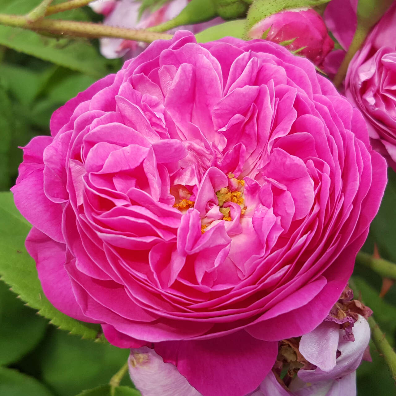 Historische Strauchrose - Rose 'Ernst G. Dörell' - rosa