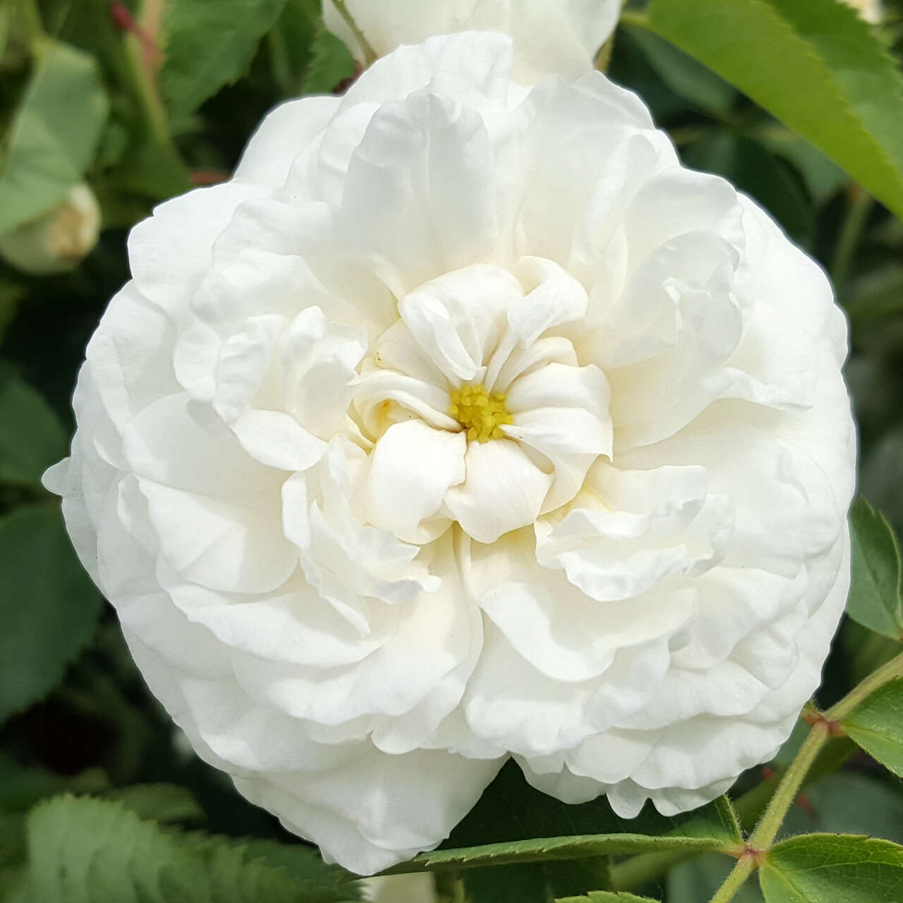 Historische Strauchrose - Rose 'Alba Maxima' - weiß