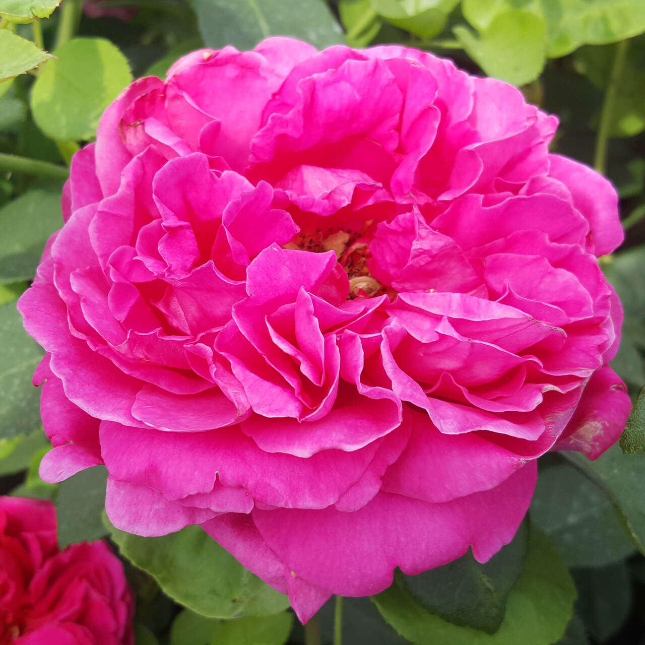 Englische Strauchrose - Rose 'Lady of Megginch' - rosa