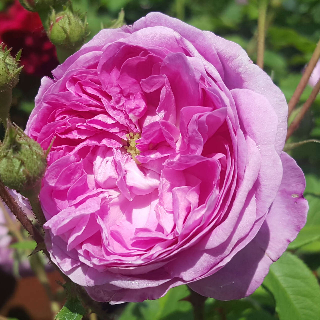 Historische Strauchrose - Rose 'Ernst G. Dörell' - rosa