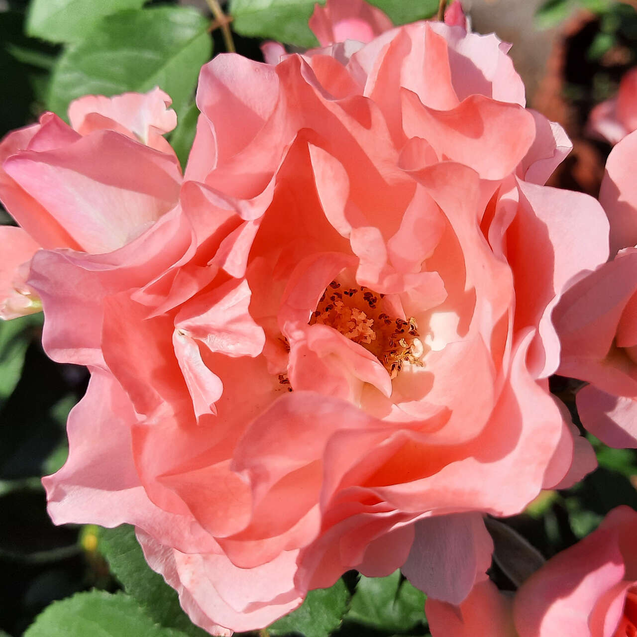 Beetrose - Rose 'Jardins de France' - rosa