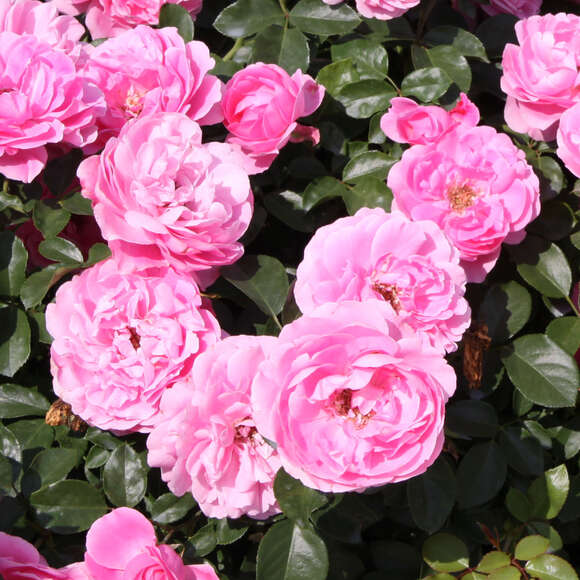 Beetrose - Rose 'Play Rose' - rosa