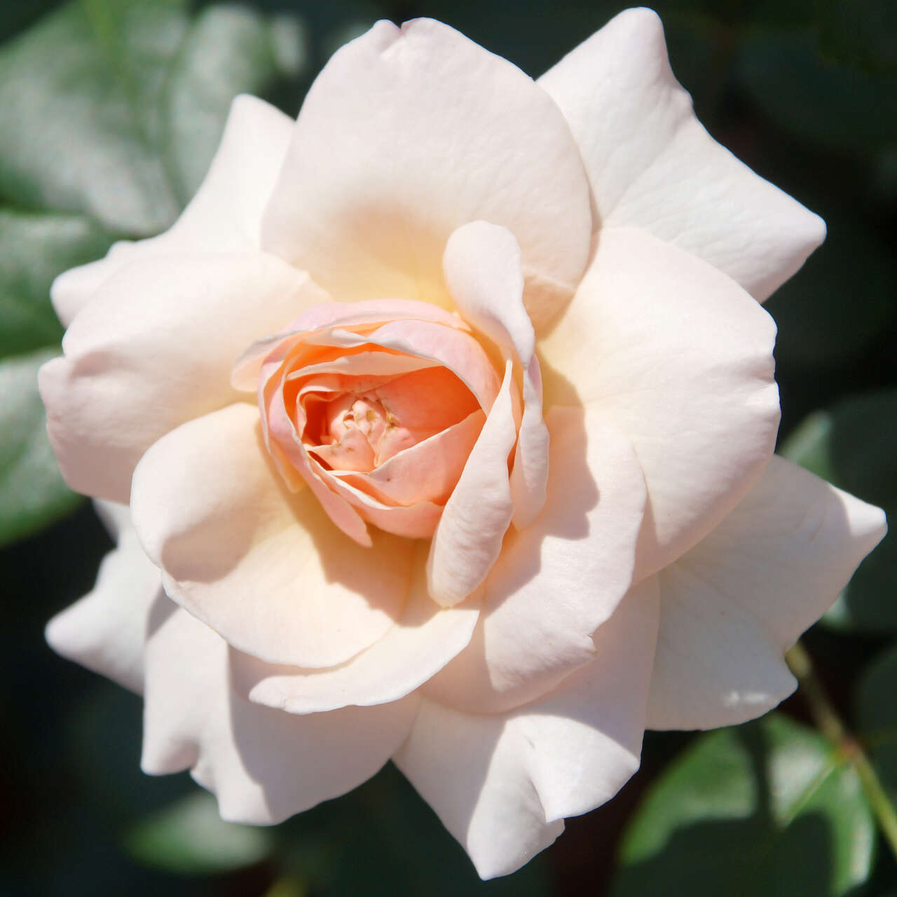 Ramblerrose - Rose 'Paul Noel' - lachs