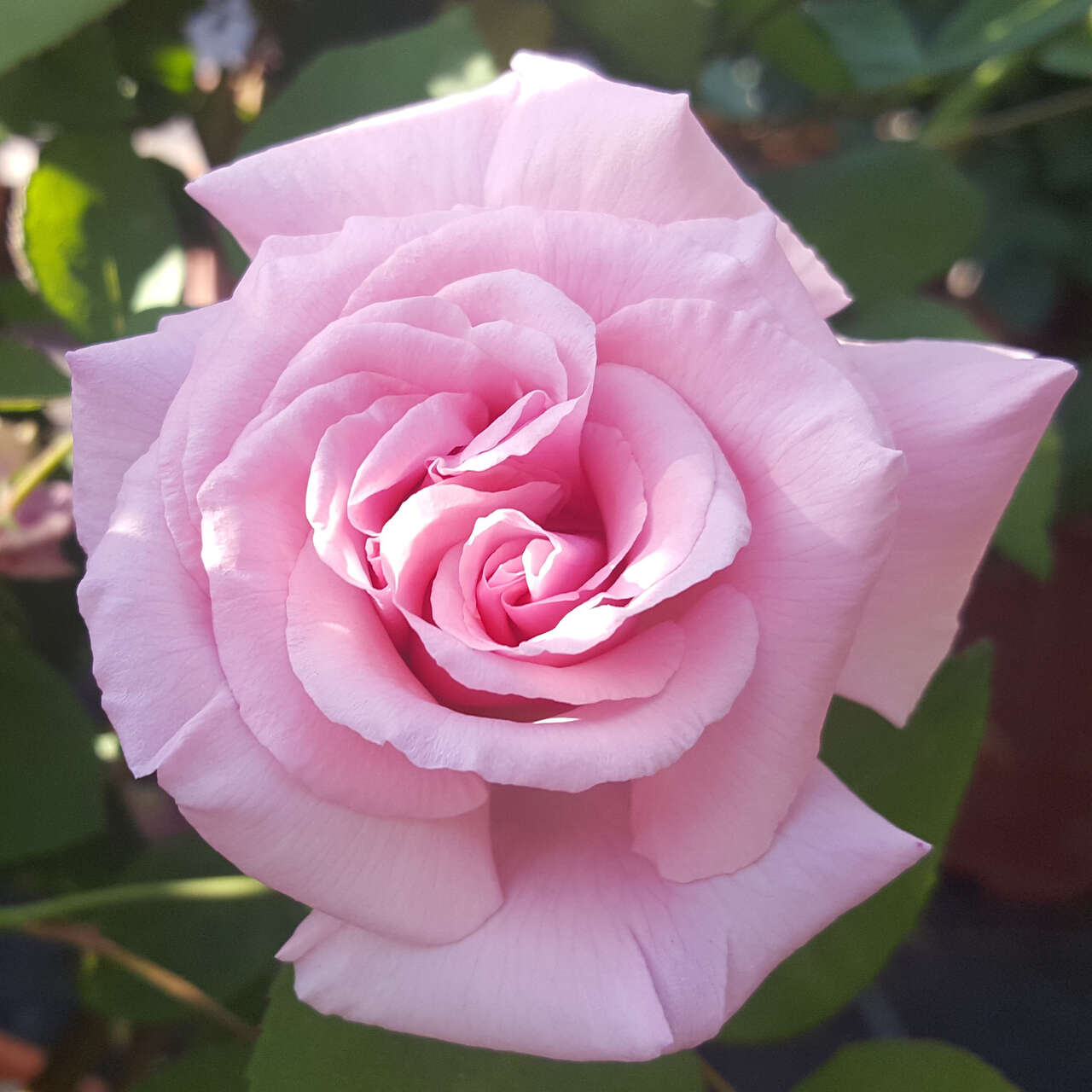 Historische Kletterrose - Rose 'Kathleen Harrop' - rosa