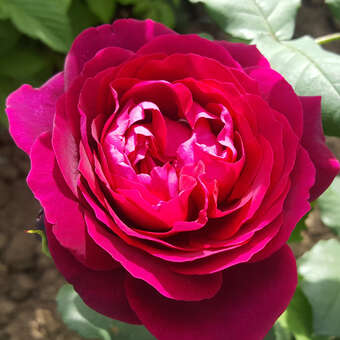 Strauchrose - Rose 'Astrid Gräfin von Hardenberg' - rot