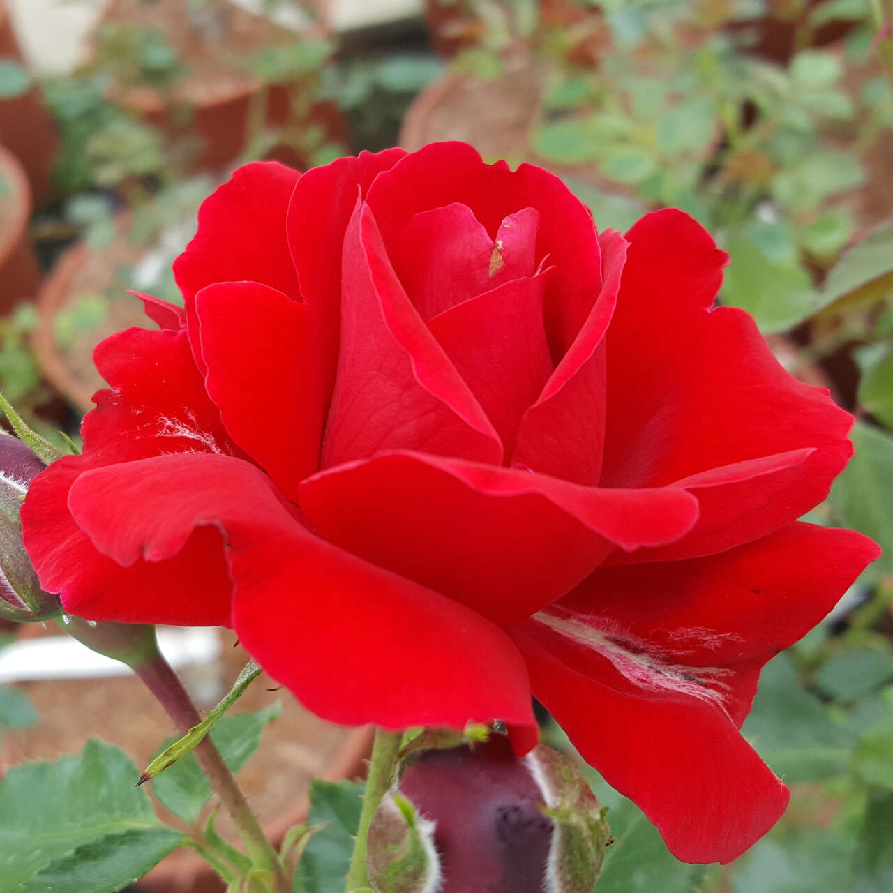 Moderne Kletterrose - Rose 'Sympathie' - rot