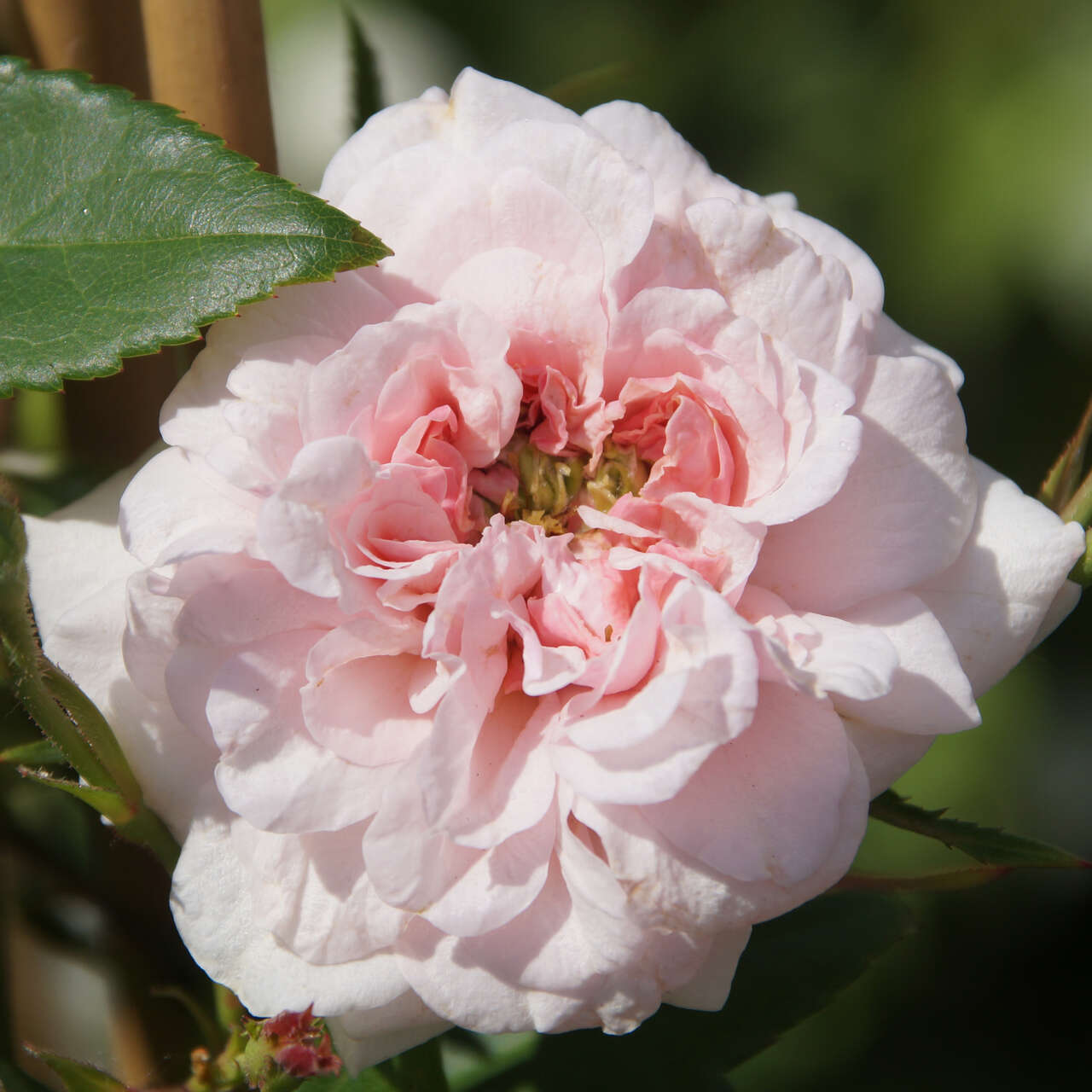 Ramblerrose - Rose 'Albertine' - rosa