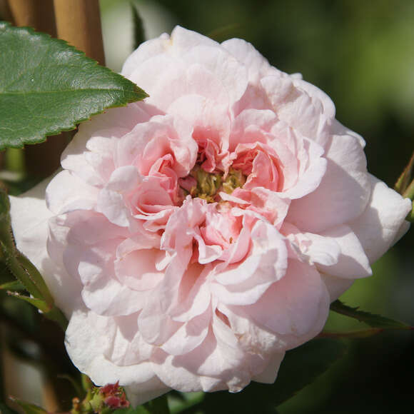 Ramblerrose - Rose 'Albertine' - rosa