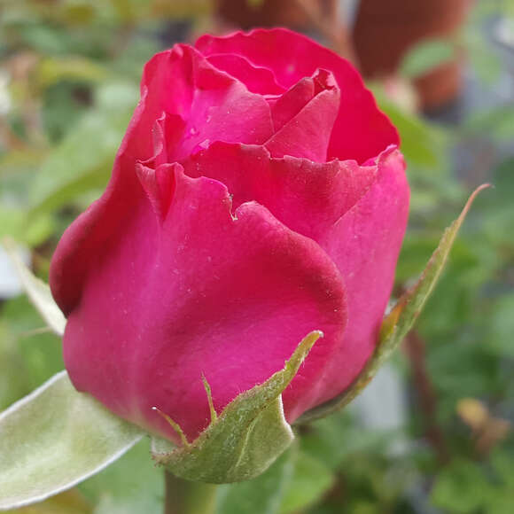 Edelrose - Rose 'Belles Rives' - rot