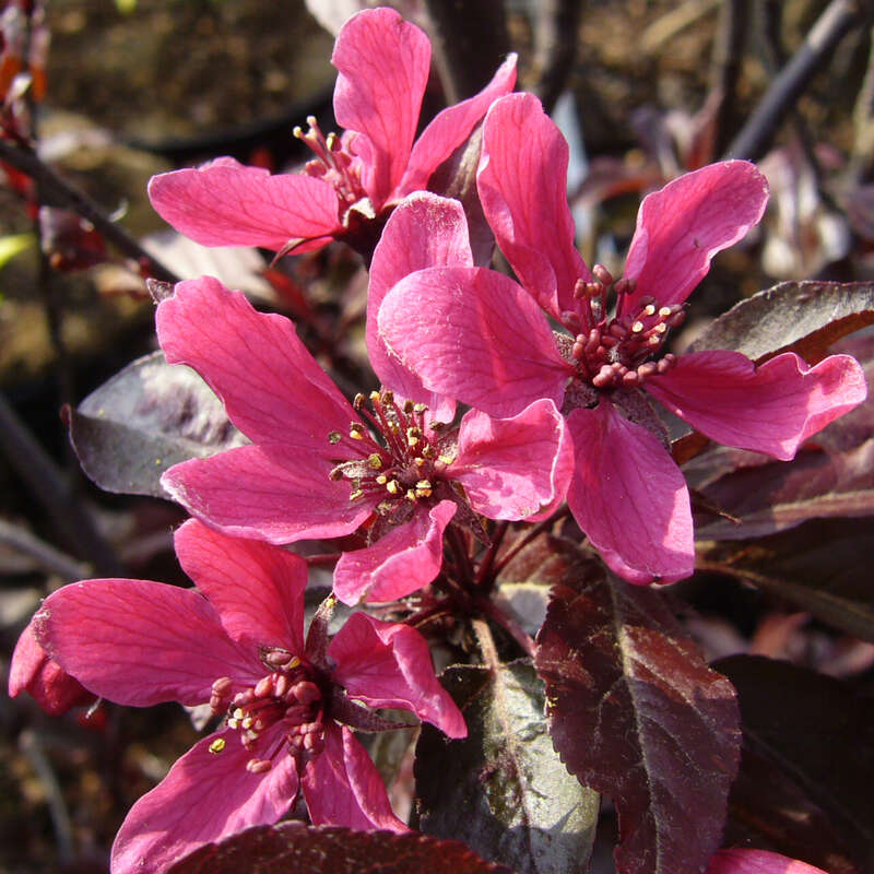 Zierapfel - Malus 'Nicoline' - rot