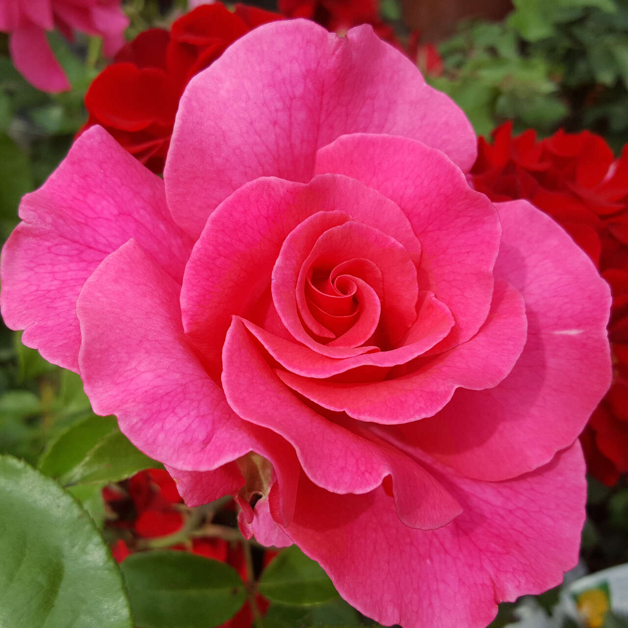 Moderne Strauchrose - Rose 'Romanze' - rosa