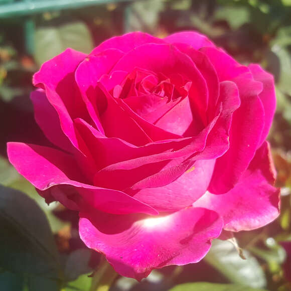 Edelrose - Rose 'Belles Rives' - rot