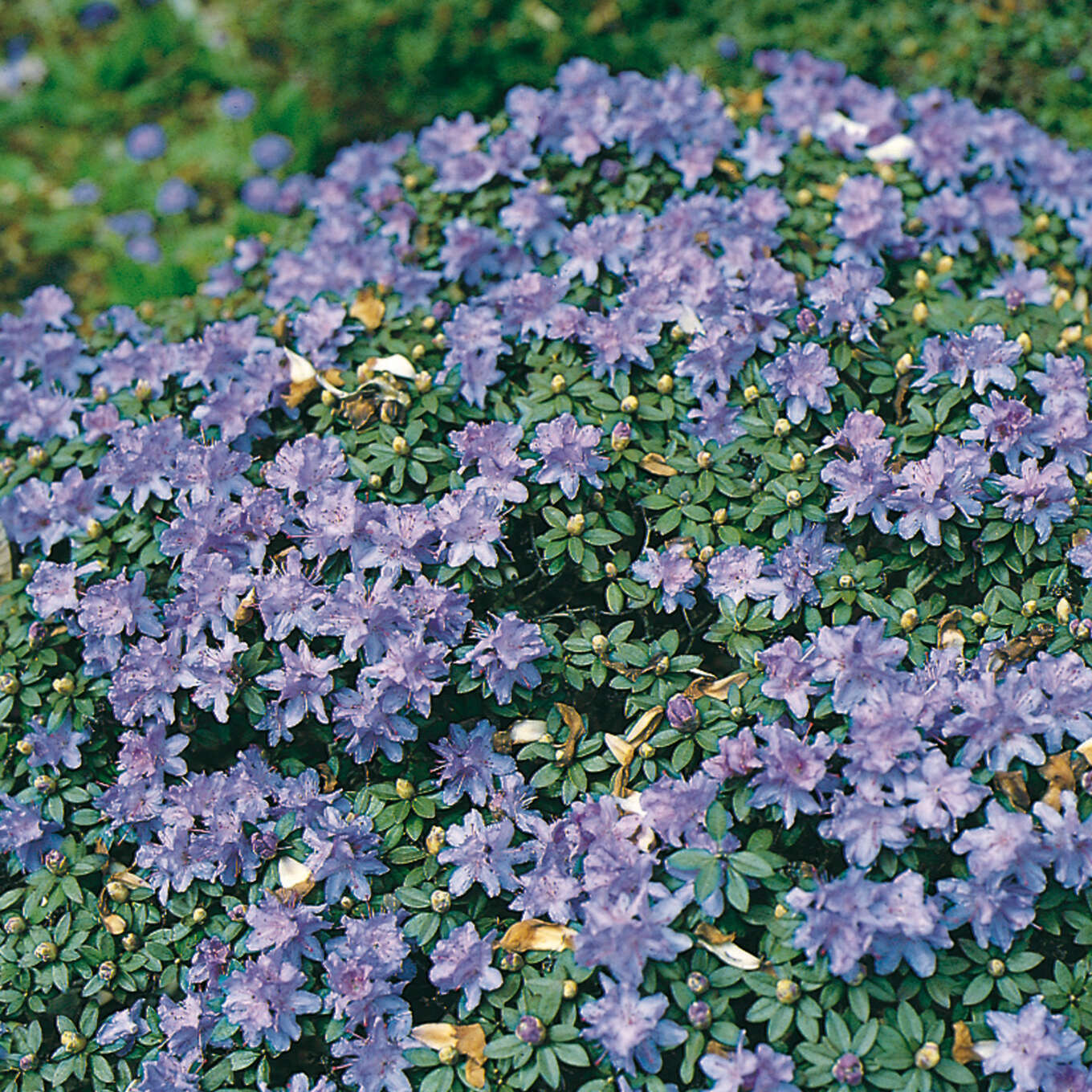 Zwergrhododendron - Rhododendron impeditum - blau