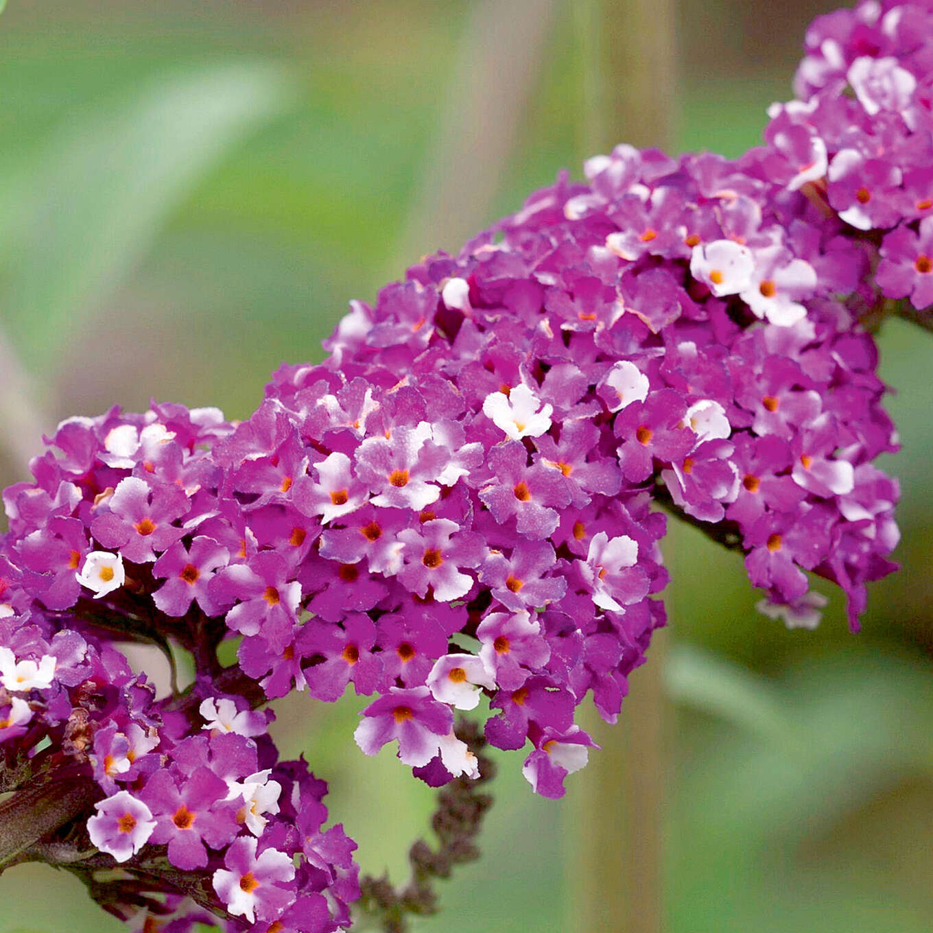 Sommerflieder - Buddleja davidii 'Berries and Cream' - mehrfärbig