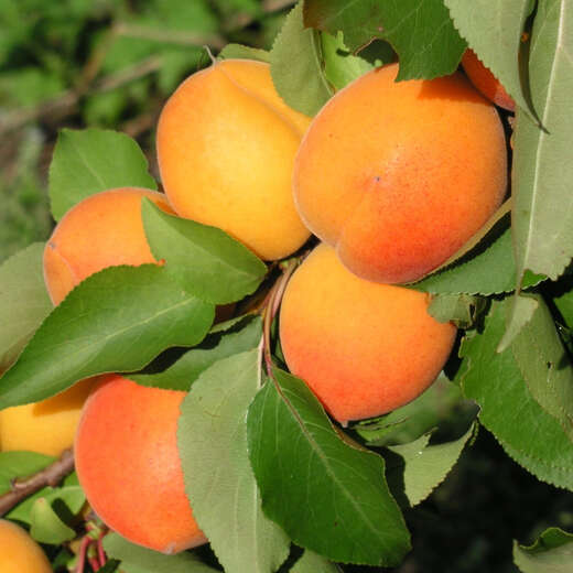 Marille - Prunus armeniaca 'Bergeron'