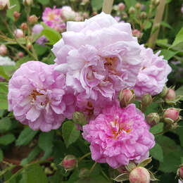 Moderne Kletterrose - Rose 'Super Excelsa' - rosa