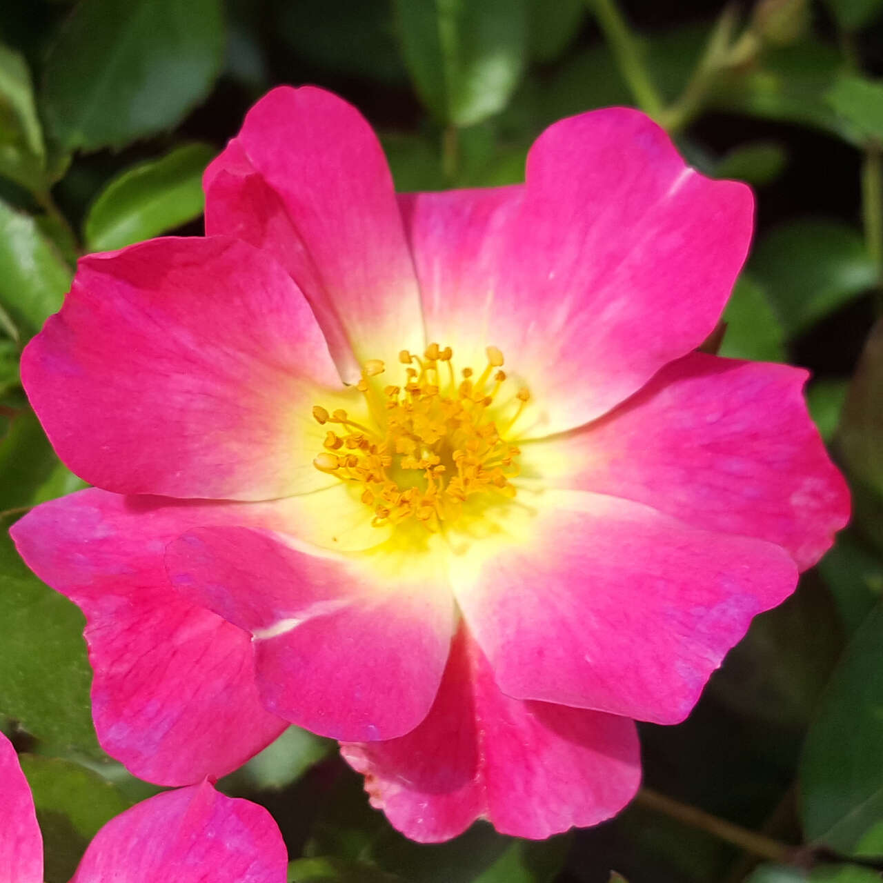 Bodendeckerrose - Rose 'Pink Compact Meidiland' - rosa