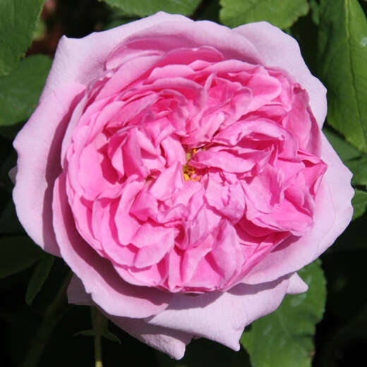 Historische Strauchrose - Rose 'Raubritter' - rosa