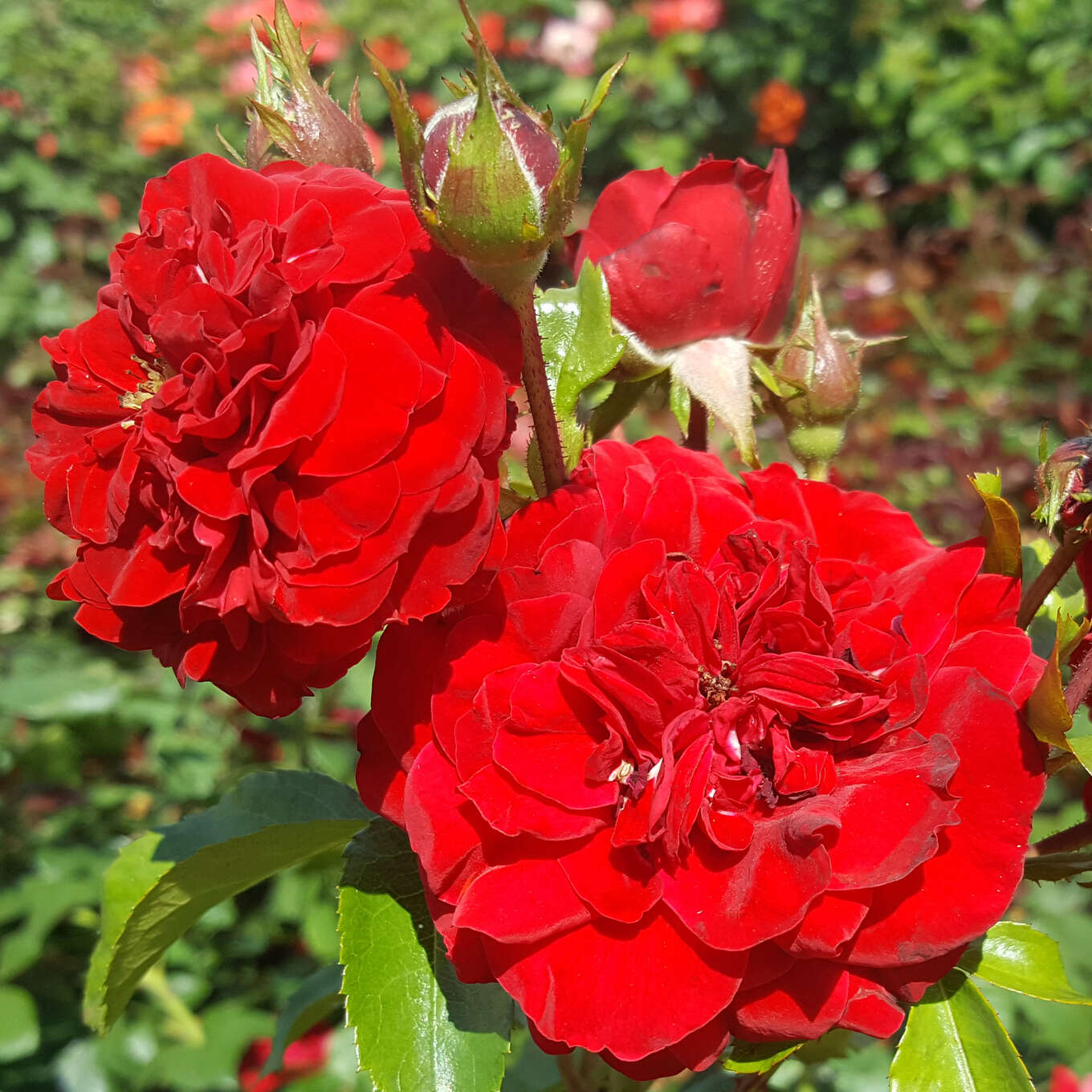 Moderne Kletterrose - Rose 'Amadeus' - rot