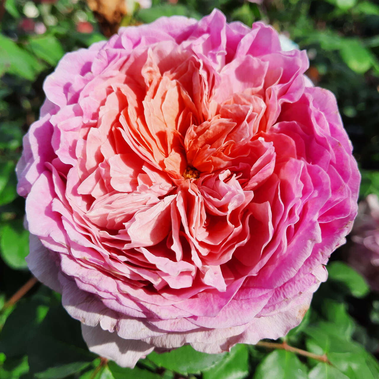 Edelrose - Rose 'Eisvogel' - rosa